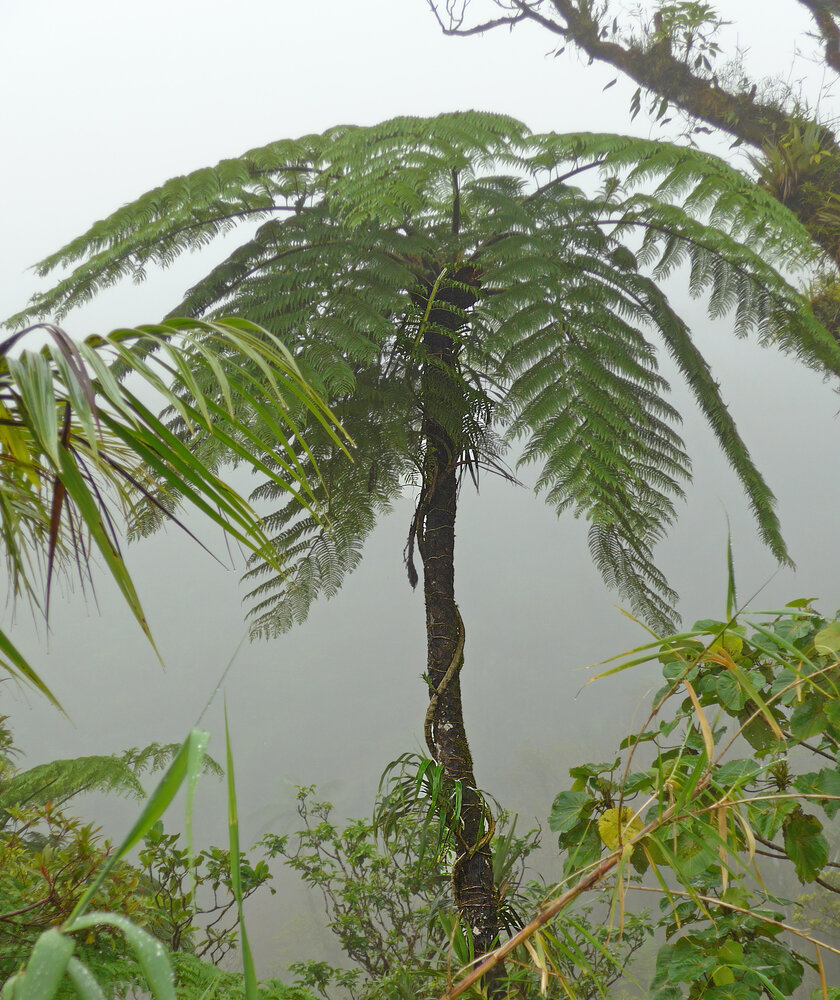 Plant Architectures 2 | Mur Vegetal Patrick Blanc