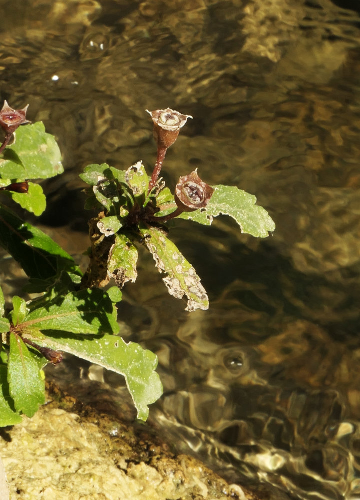Aquatics and Rheophytes | Page 12 | Mur Vegetal Patrick Blanc