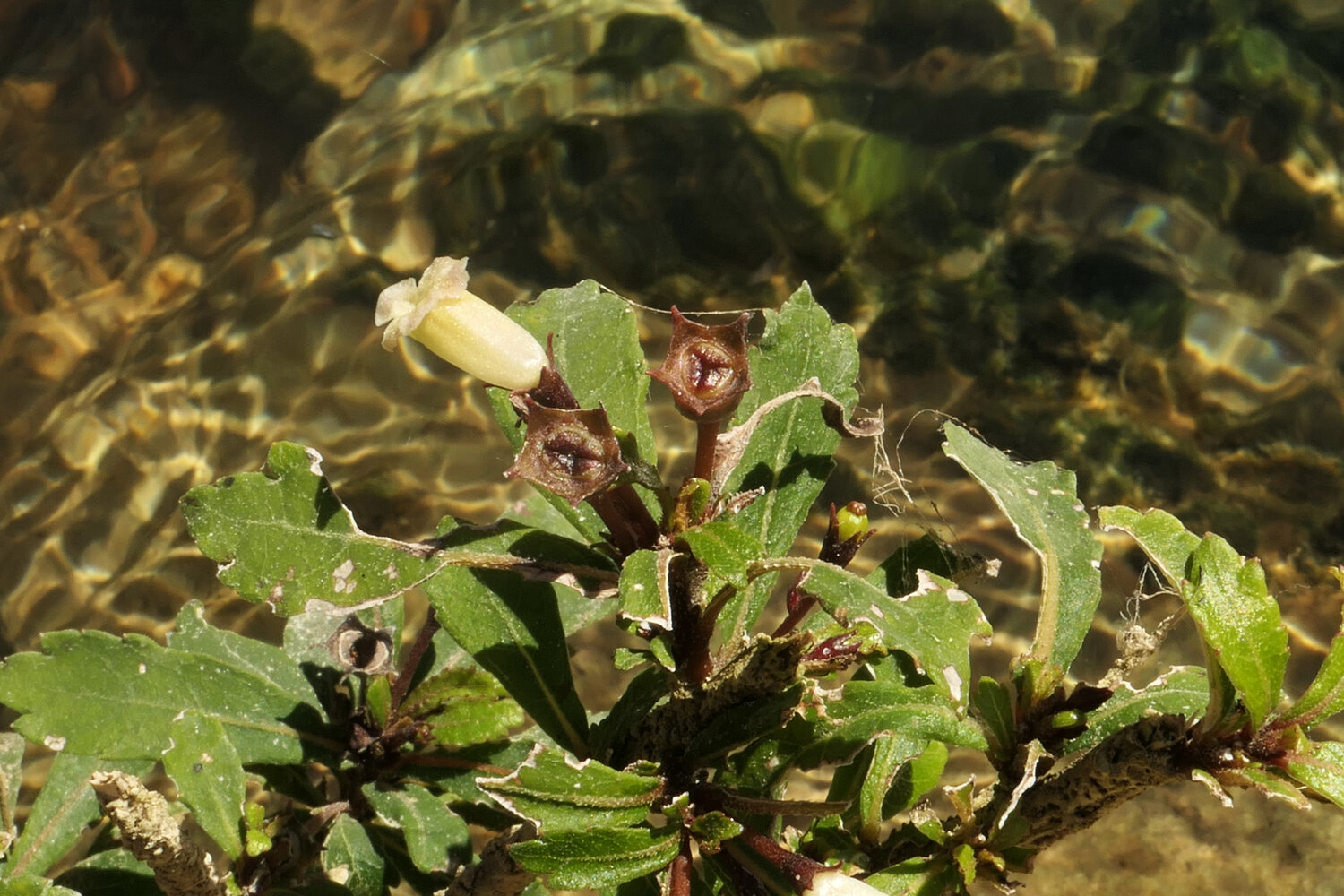 Aquatics and Rheophytes | Page 12 | Mur Vegetal Patrick Blanc