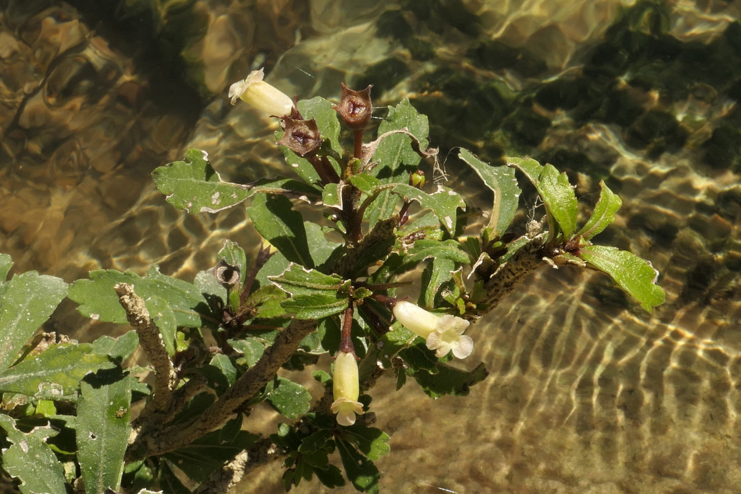 Aquatics and Rheophytes | Page 12 | Mur Vegetal Patrick Blanc