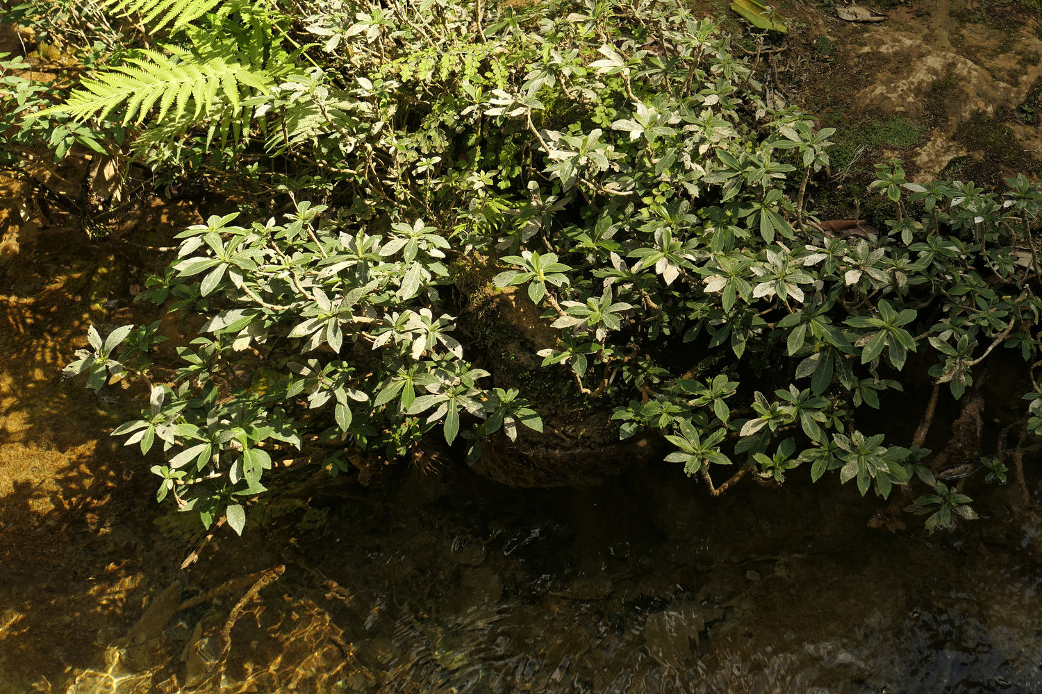 Aquatics and Rheophytes | Page 12 | Mur Vegetal Patrick Blanc
