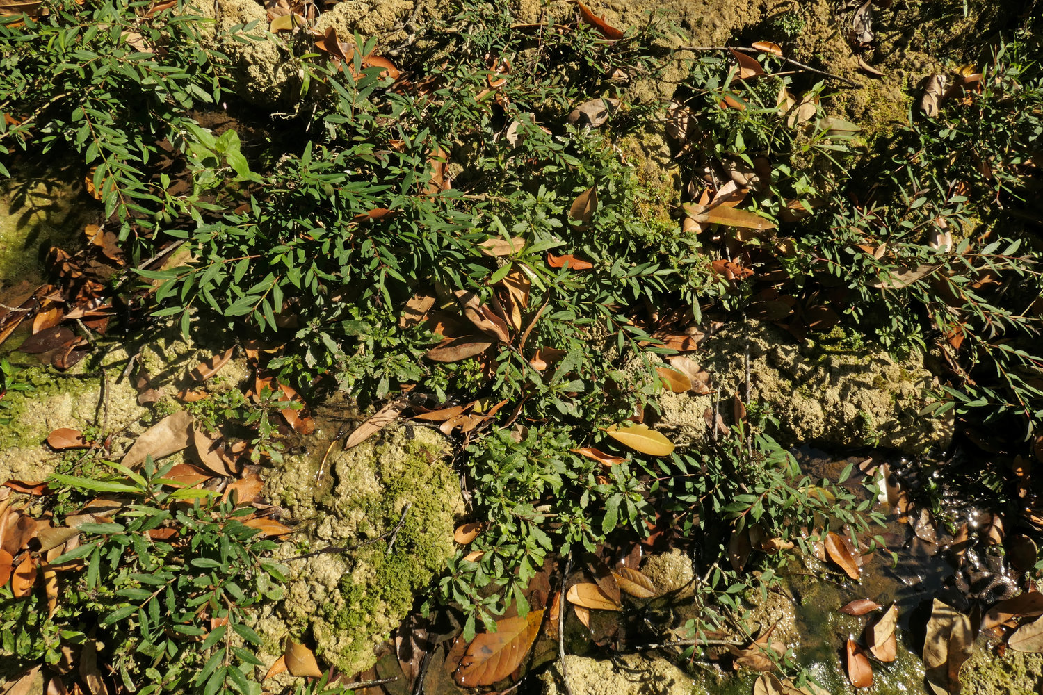 Aquatics and Rheophytes | Page 12 | Mur Vegetal Patrick Blanc