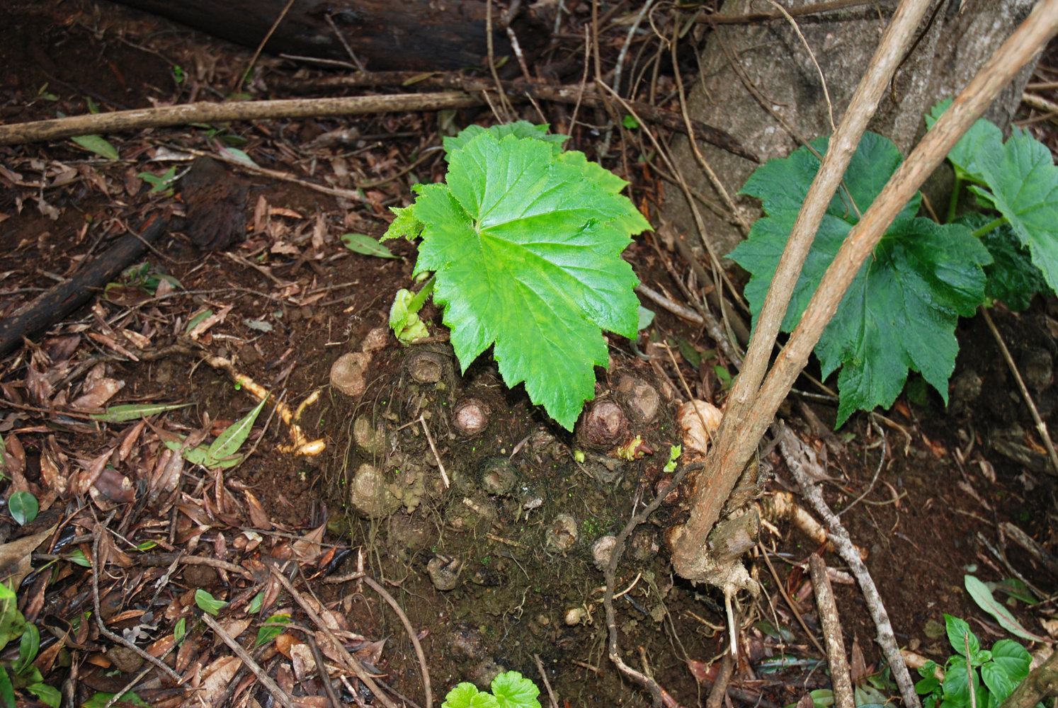 Forest Understory | Page 7 | Mur Vegetal Patrick Blanc