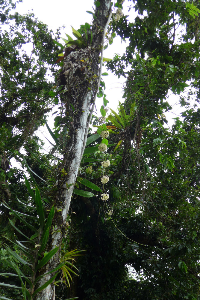 Epiphytes | Page 9 | Mur Vegetal Patrick Blanc