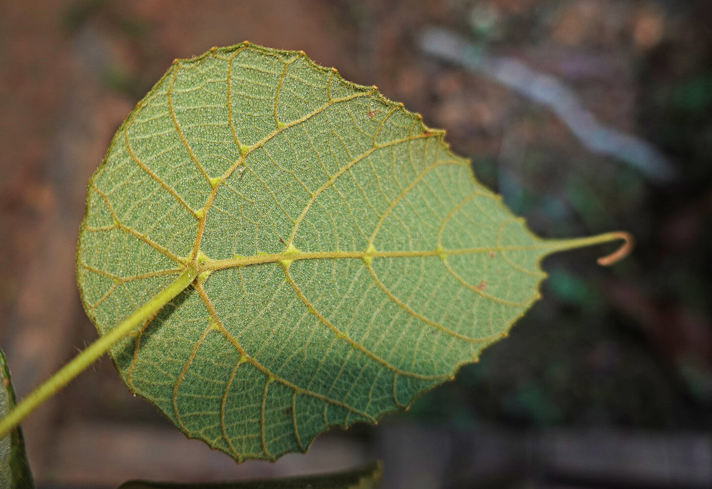 LEAF COLORS AND STRUCTURES 3 | Mur Vegetal Patrick Blanc