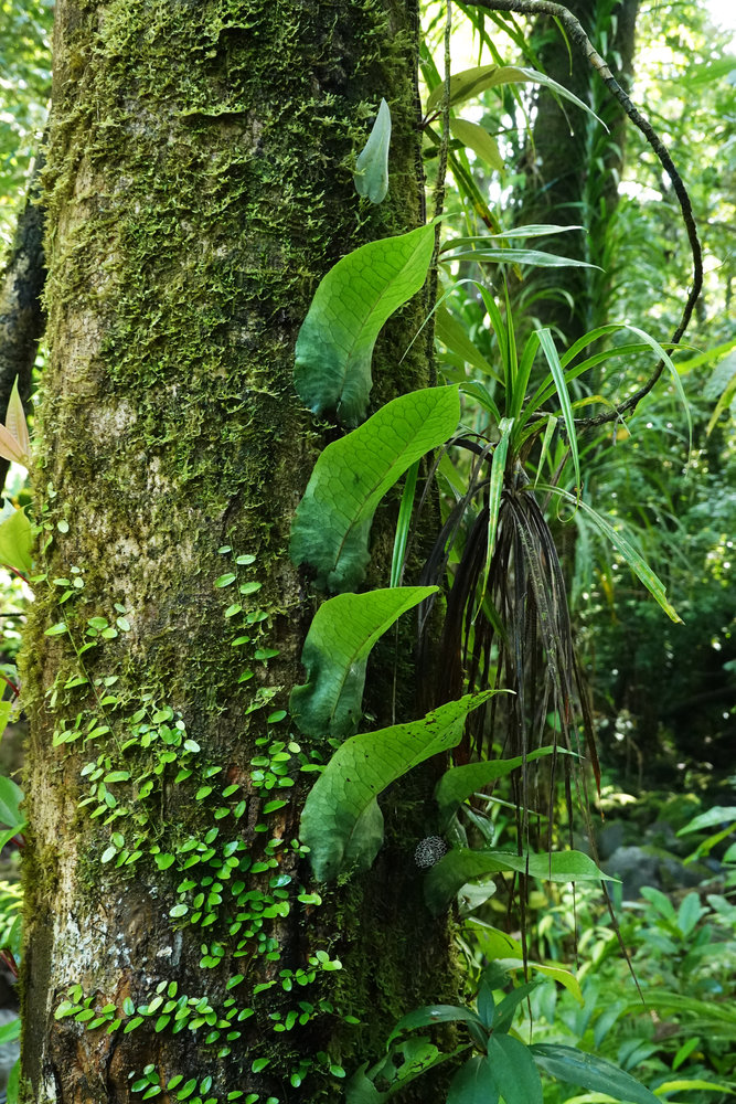 EPIPHYTES 2 | Page 3 | Mur Vegetal Patrick Blanc