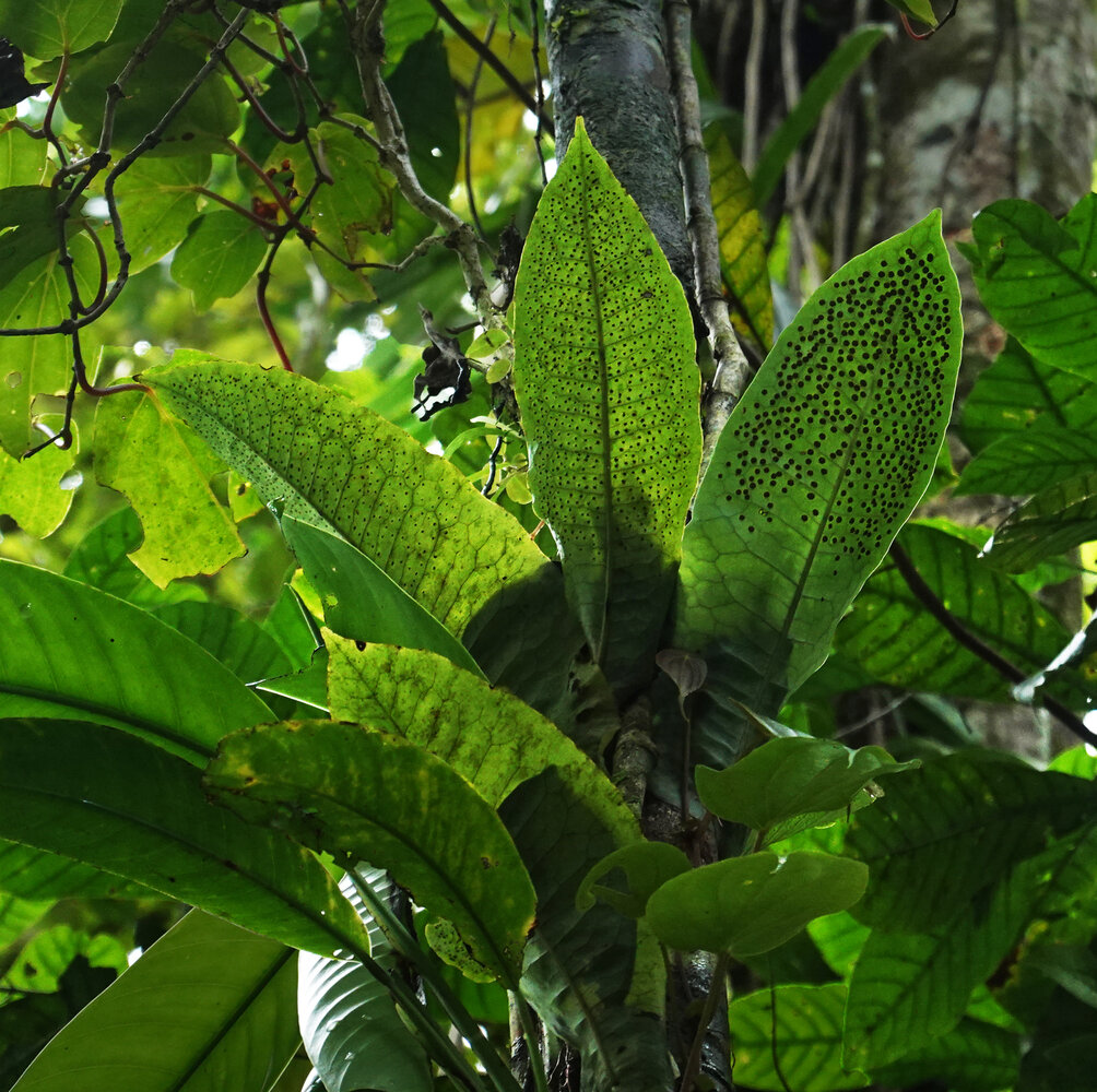 EPIPHYTES 2 | Page 3 | Mur Vegetal Patrick Blanc