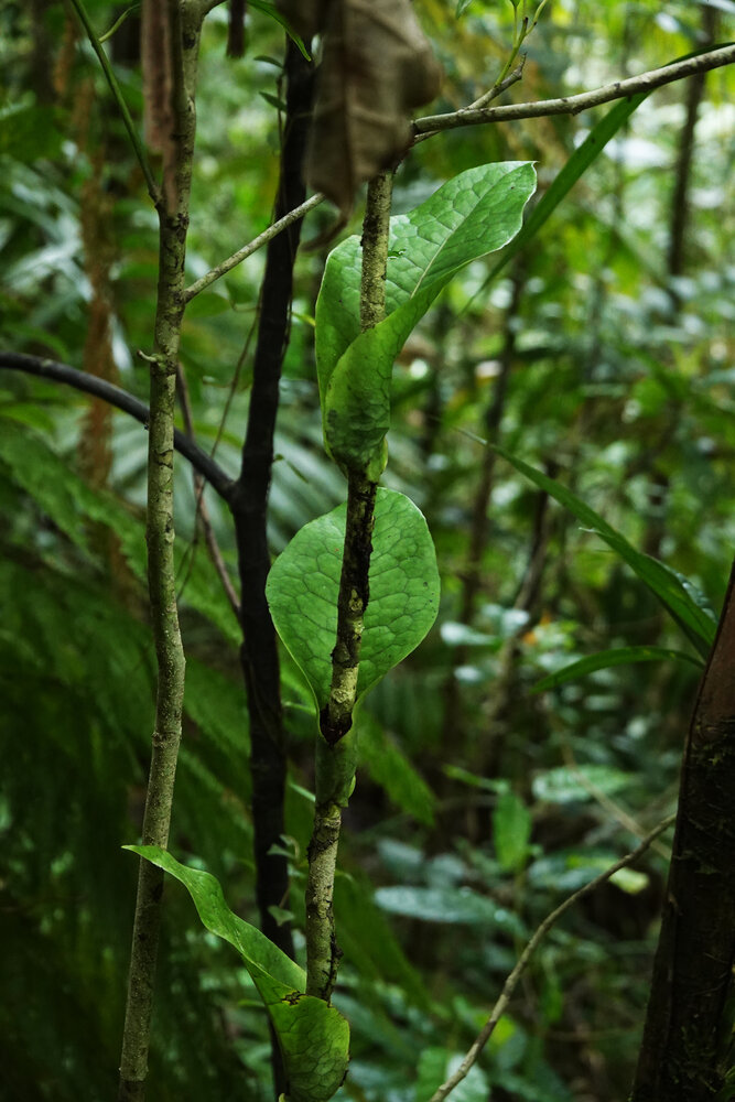 EPIPHYTES 2 | Page 3 | Mur Vegetal Patrick Blanc