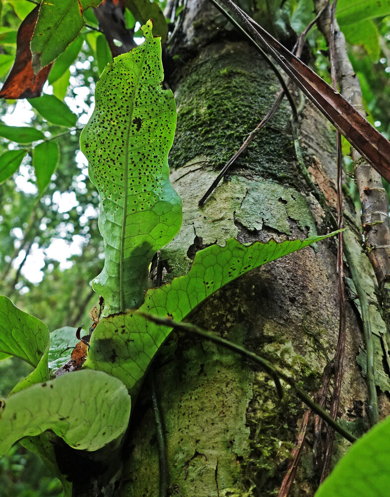 EPIPHYTES 2 | Page 3 | Mur Vegetal Patrick Blanc