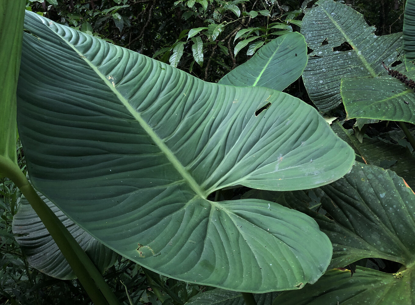 Forest Understory 6 | Mur Vegetal Patrick Blanc