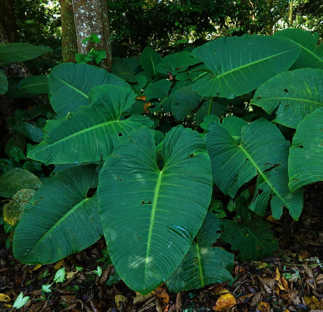 Forest Understory 6 | Mur Vegetal Patrick Blanc