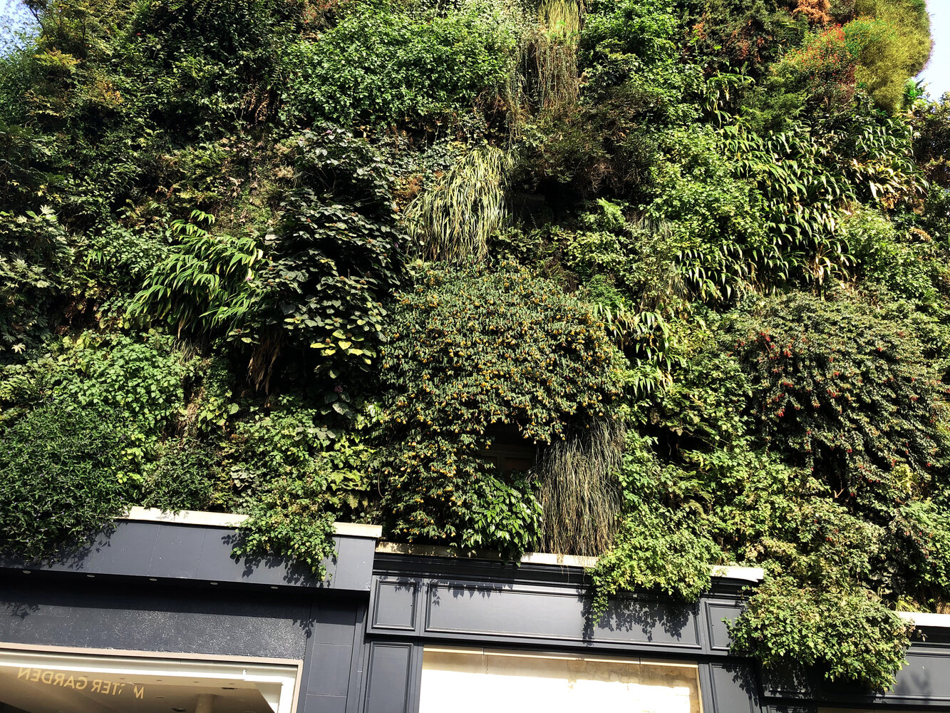 L'Oasis d'Aboukir, Paris | Page 2 | Mur Vegetal Patrick Blanc