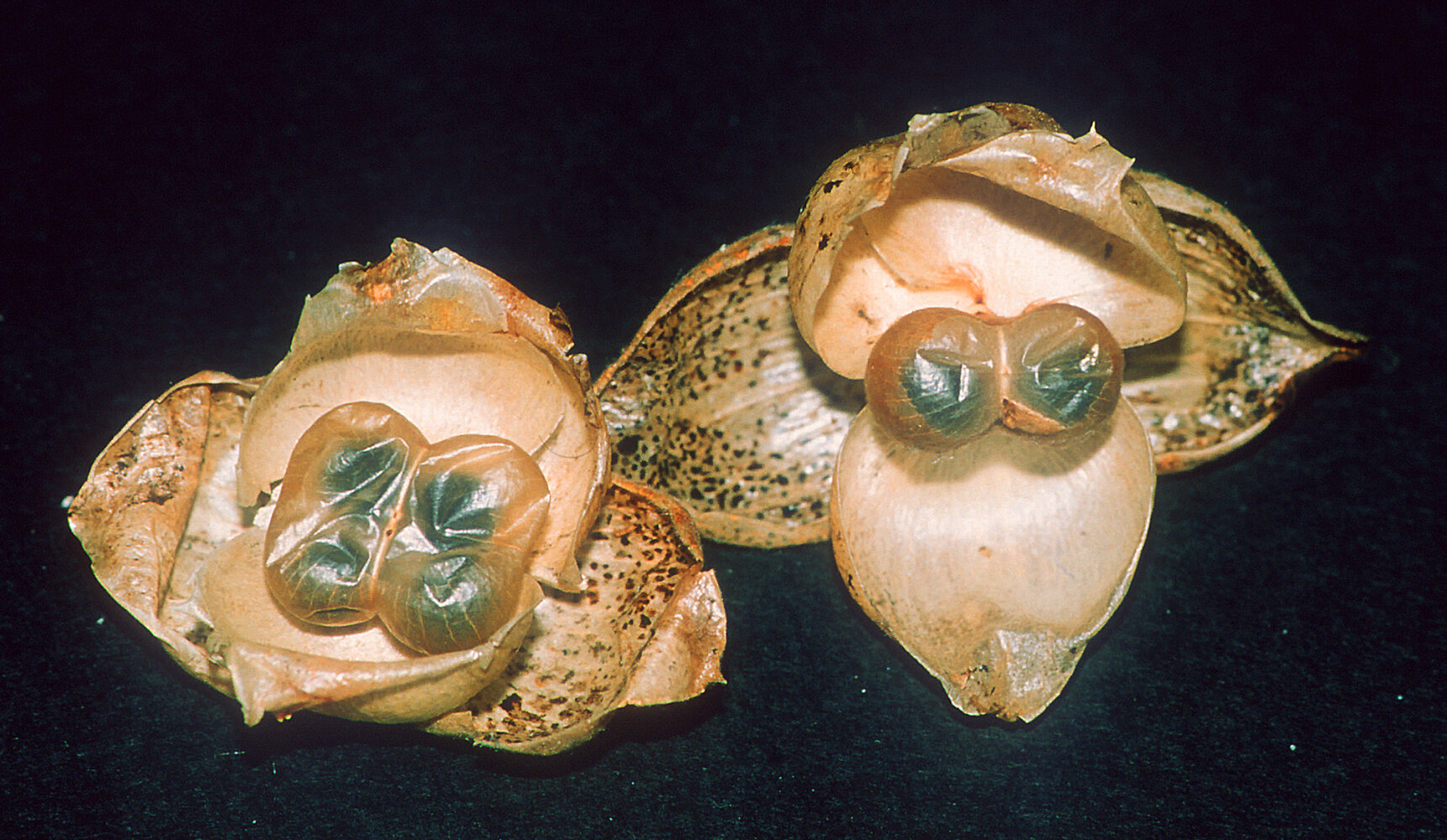 Fruits, Graines et Spores | Page 6 | Mur Vegetal Patrick Blanc