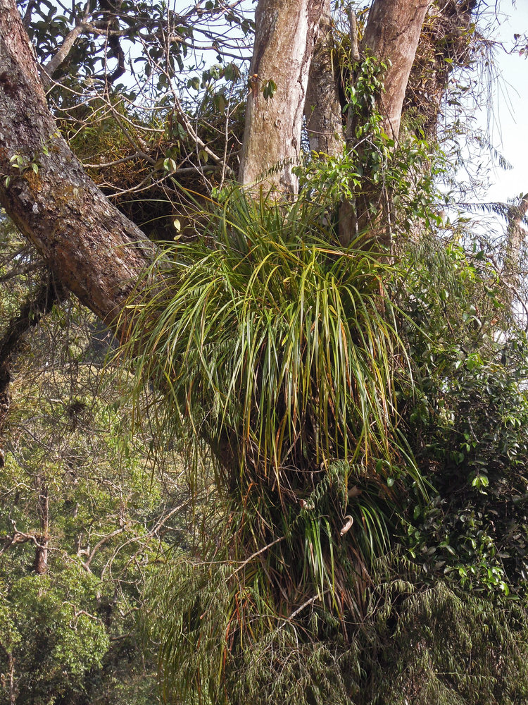 Epiphytes | Page 6 | Mur Vegetal Patrick Blanc