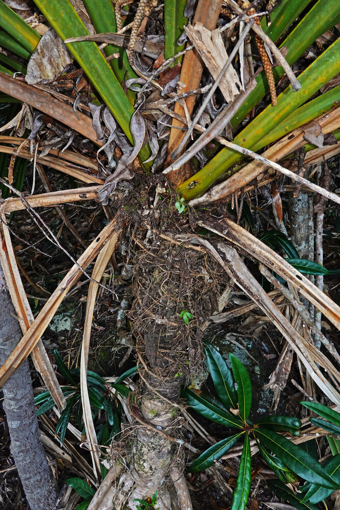 Structures racinaires | Page 6 | Mur Vegetal Patrick Blanc