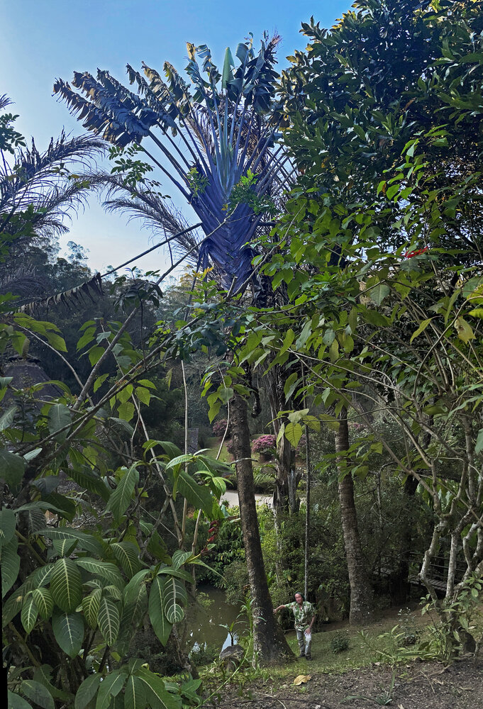 Ravenala blancii and the other new species | Mur Vegetal Patrick Blanc