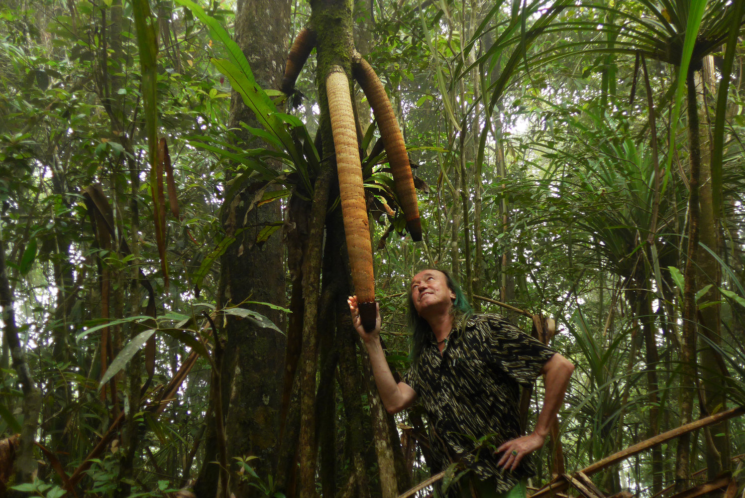 Stilt Roots Pandanus