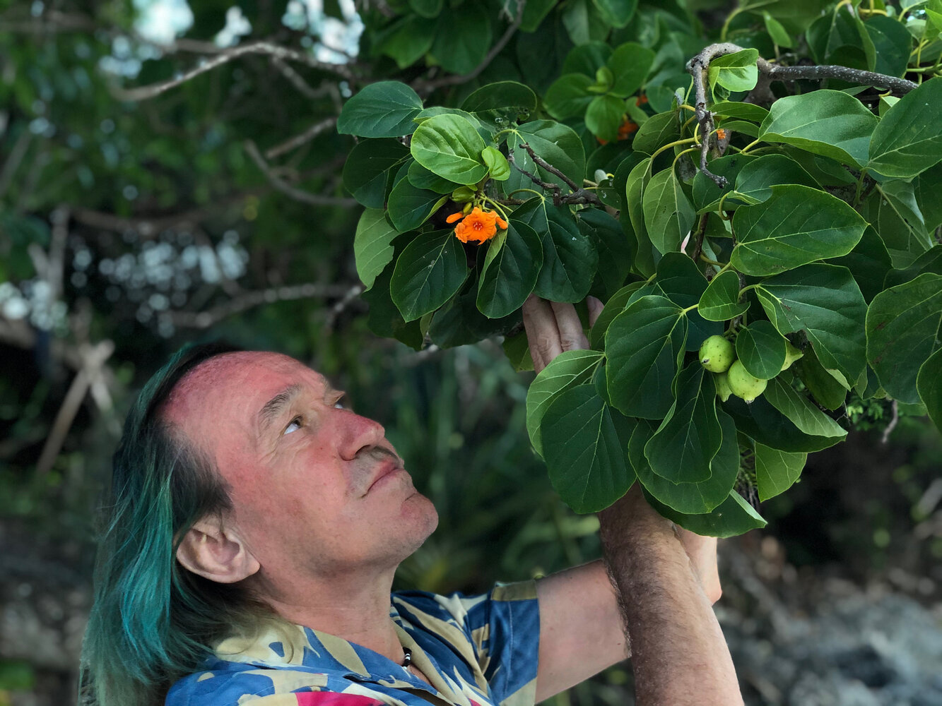 Patrick Blanc observing the bright orange flowers of Cordia subcordata ...