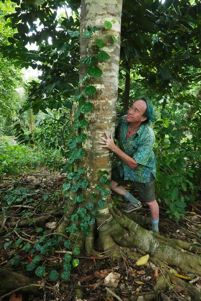 Leaf Colors and Structures 2 | Page 4 | Mur Vegetal Patrick Blanc