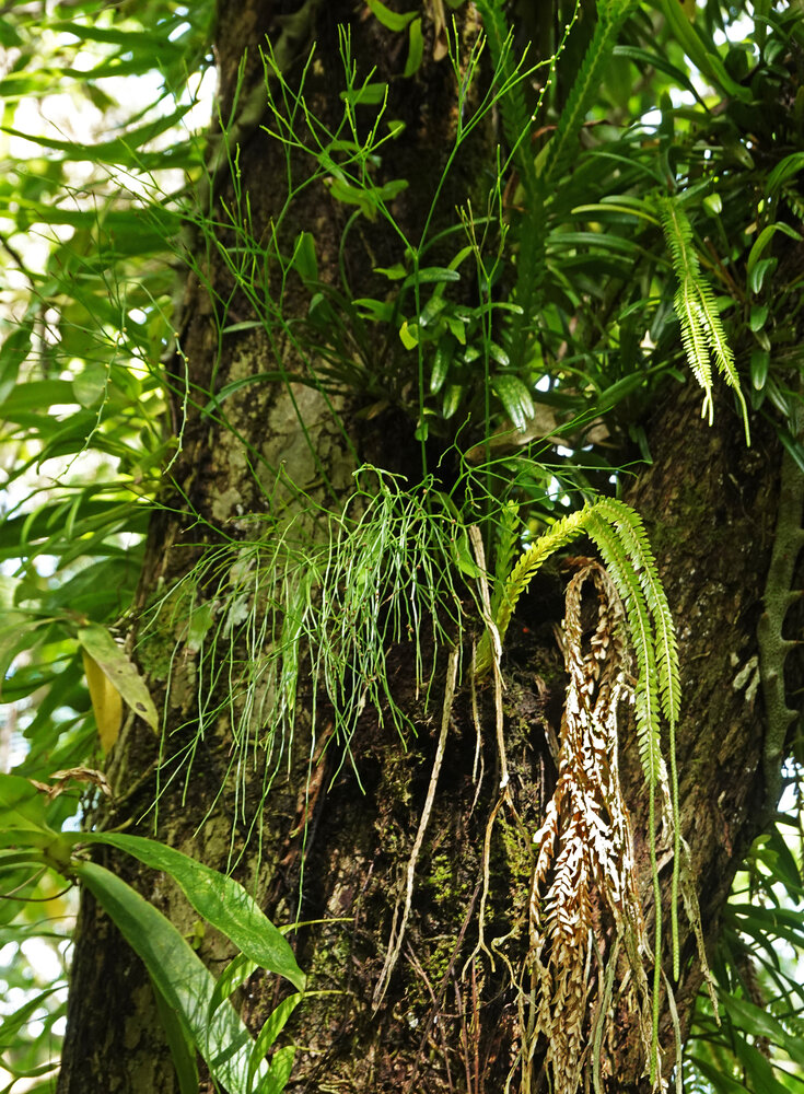 EPIPHYTES 2 | Page 3 | Mur Vegetal Patrick Blanc