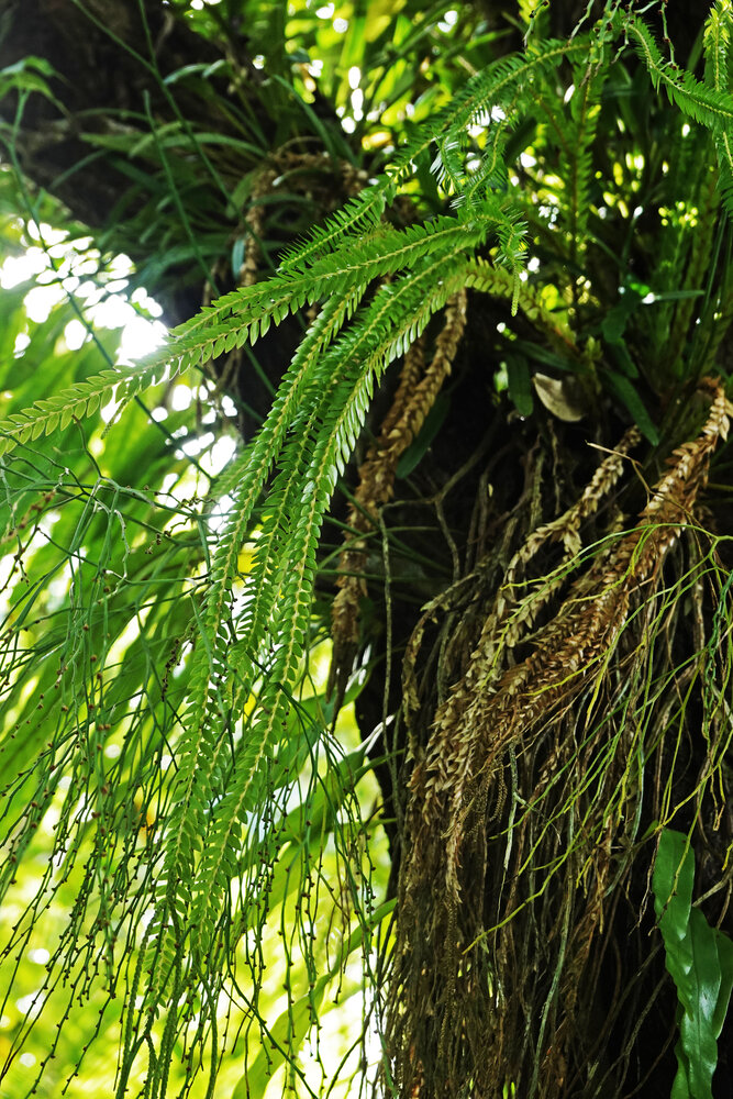 EPIPHYTES 2 | Page 3 | Mur Vegetal Patrick Blanc