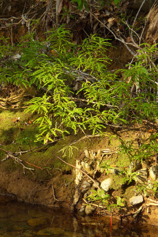 Aquatics and Rheophytes | Page 12 | Mur Vegetal Patrick Blanc