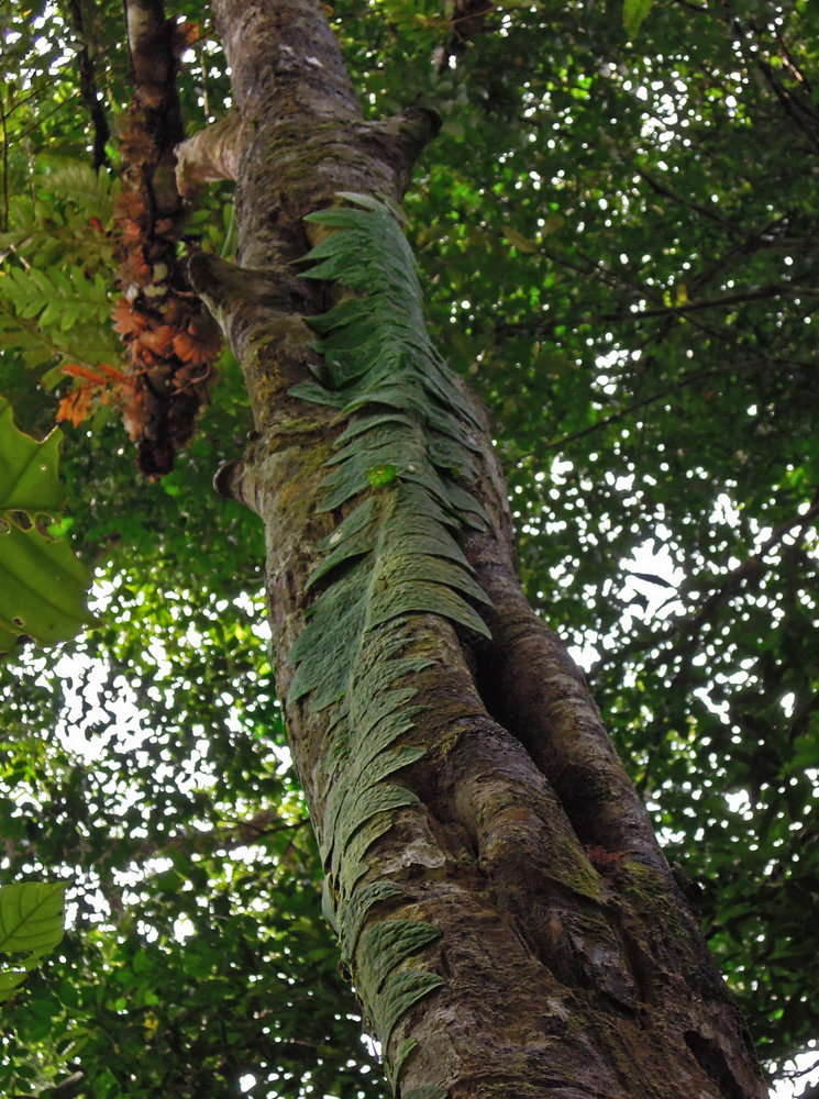 Couleurs et structures des feuilles | Page 12 | Mur Vegetal Patrick Blanc