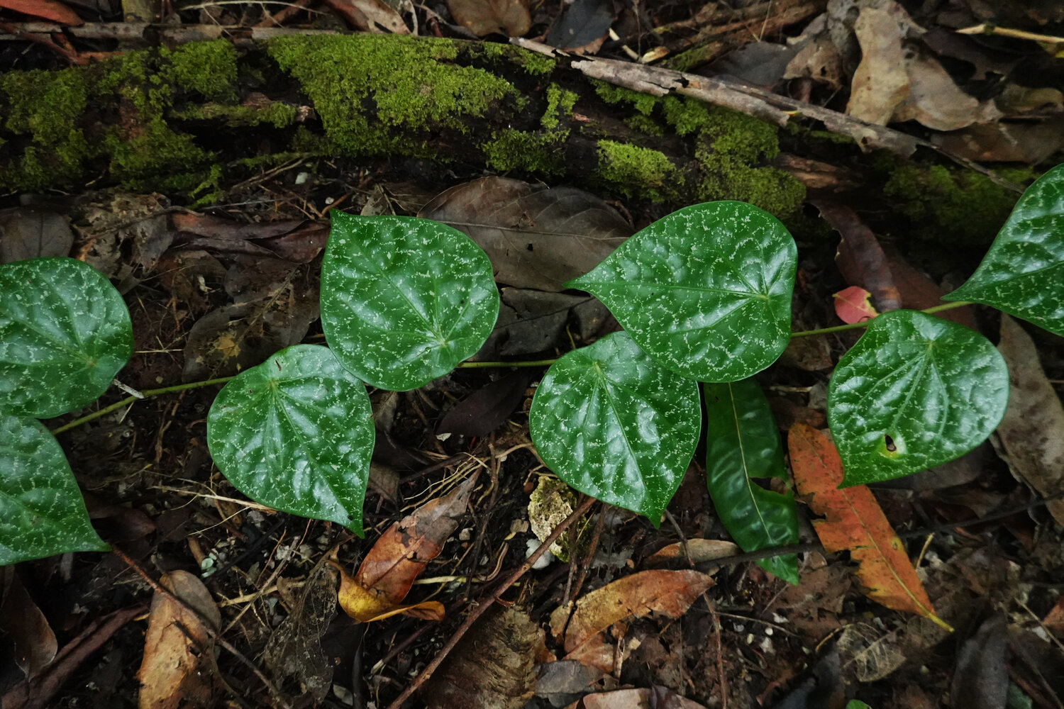 Leaf Colors and Structures 2 | Page 4 | Mur Vegetal Patrick Blanc
