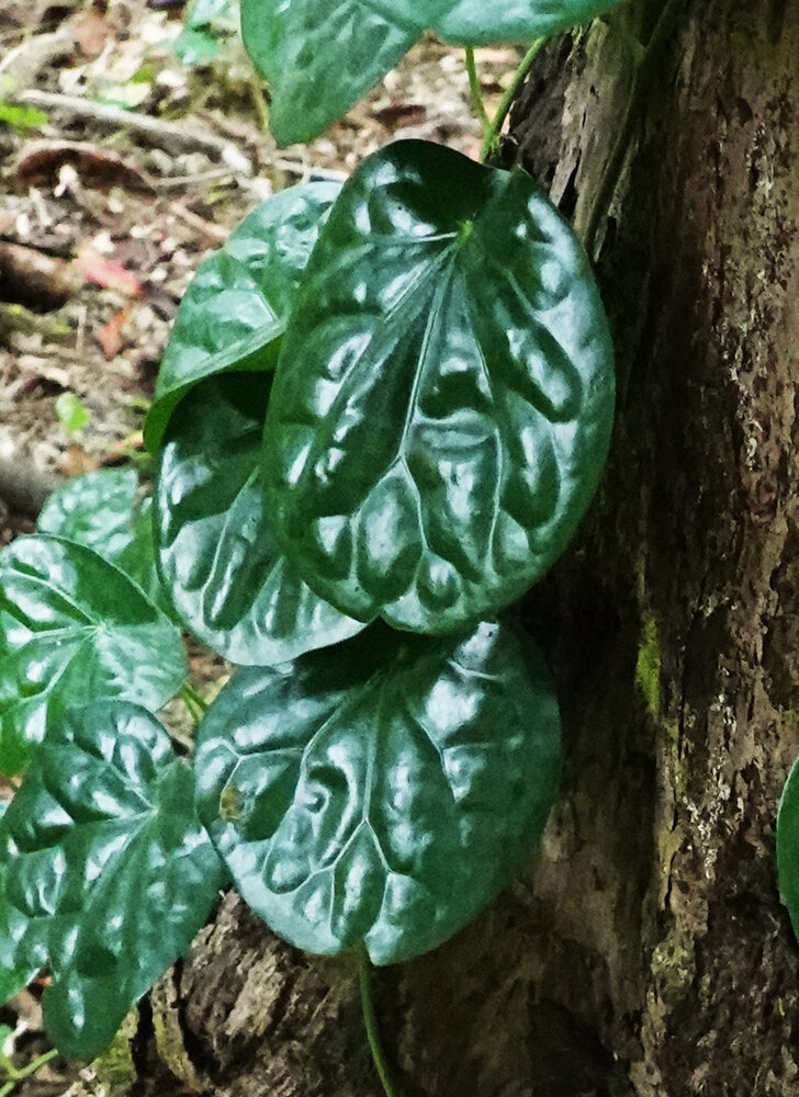 Leaf Colors and Structures 2 | Page 4 | Mur Vegetal Patrick Blanc