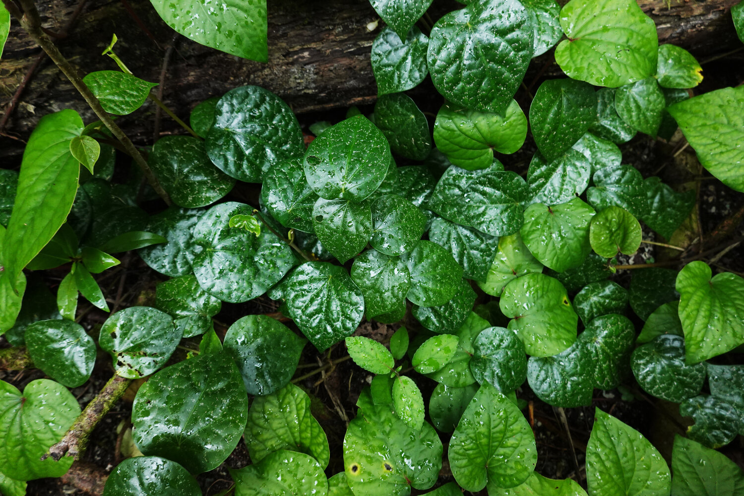 Leaf Colors and Structures 2 | Page 4 | Mur Vegetal Patrick Blanc