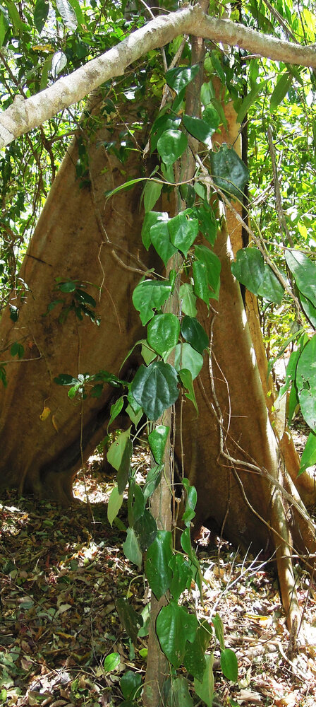Leaf Colors and Structures 2 | Page 4 | Mur Vegetal Patrick Blanc