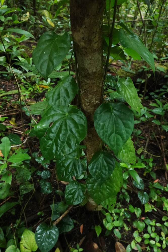 Leaf Colors and Structures 2 | Page 4 | Mur Vegetal Patrick Blanc