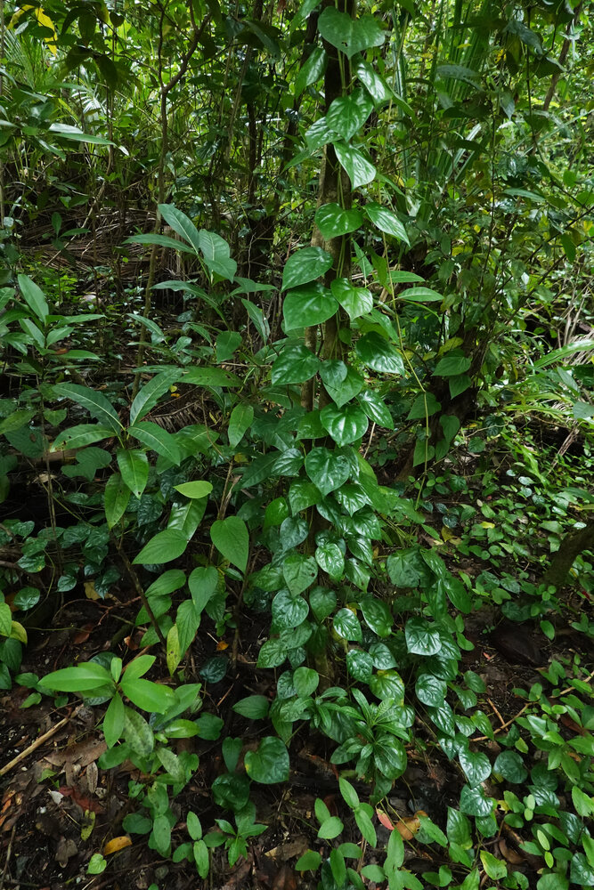 Leaf Colors and Structures 2 | Page 4 | Mur Vegetal Patrick Blanc
