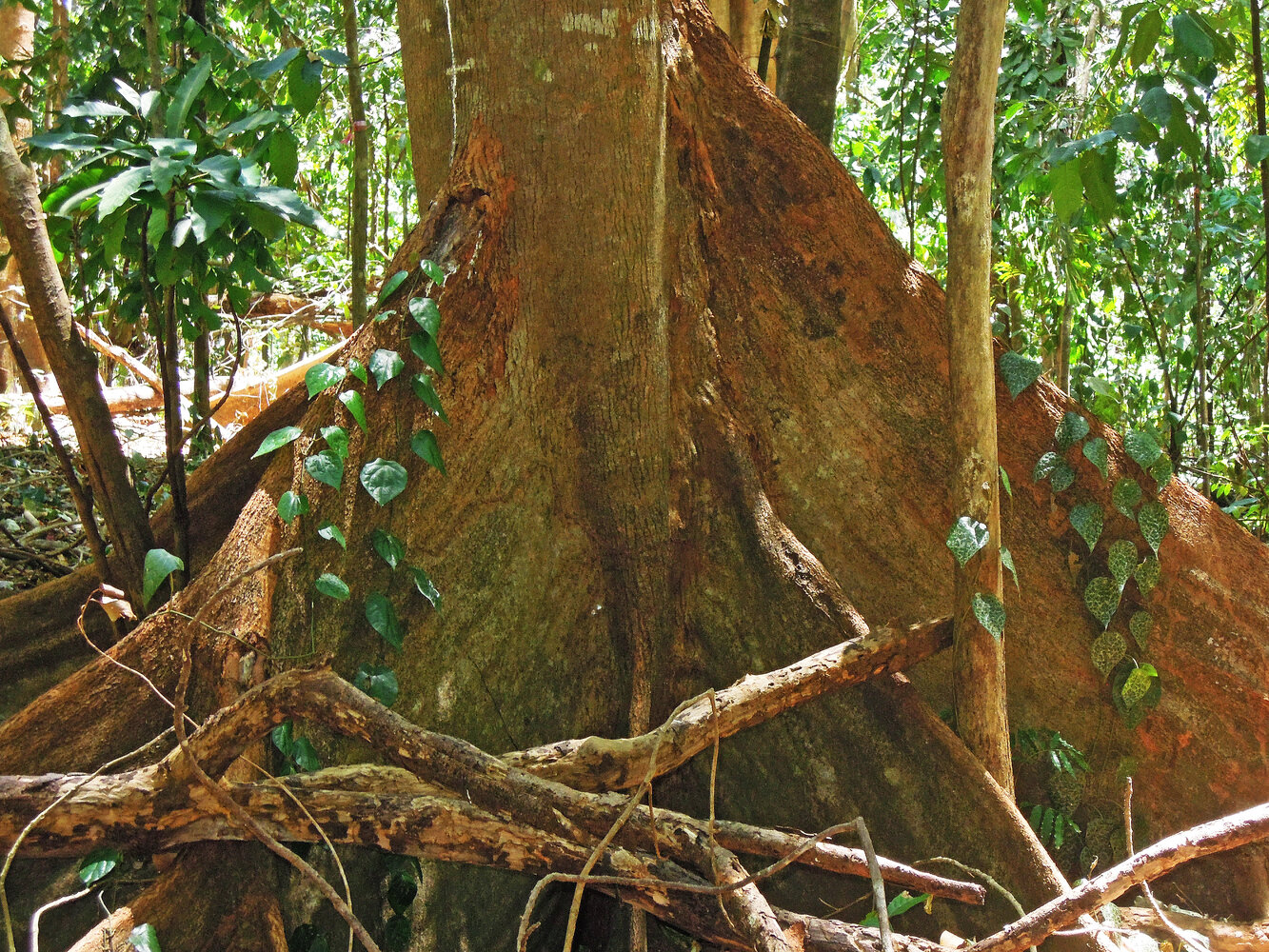 Leaf Colors and Structures 2 | Page 4 | Mur Vegetal Patrick Blanc