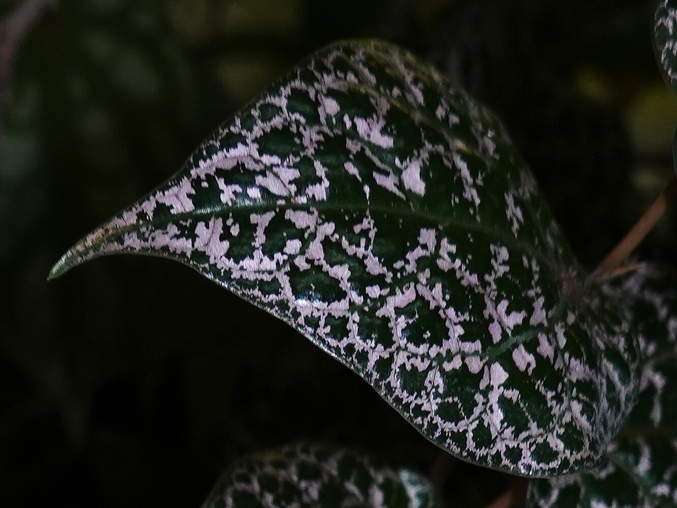 Leaf Colors and Structures 2 | Page 4 | Mur Vegetal Patrick Blanc