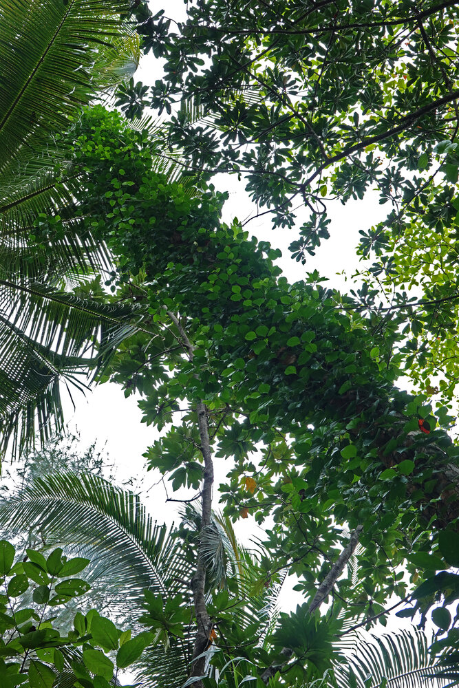 Leaf Colors and Structures 2 | Page 5 | Mur Vegetal Patrick Blanc