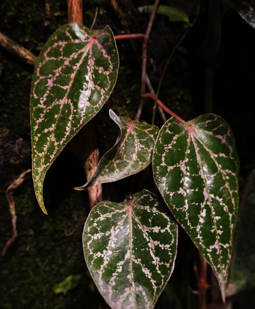 Leaf Colors and Structures 2 | Page 4 | Mur Vegetal Patrick Blanc
