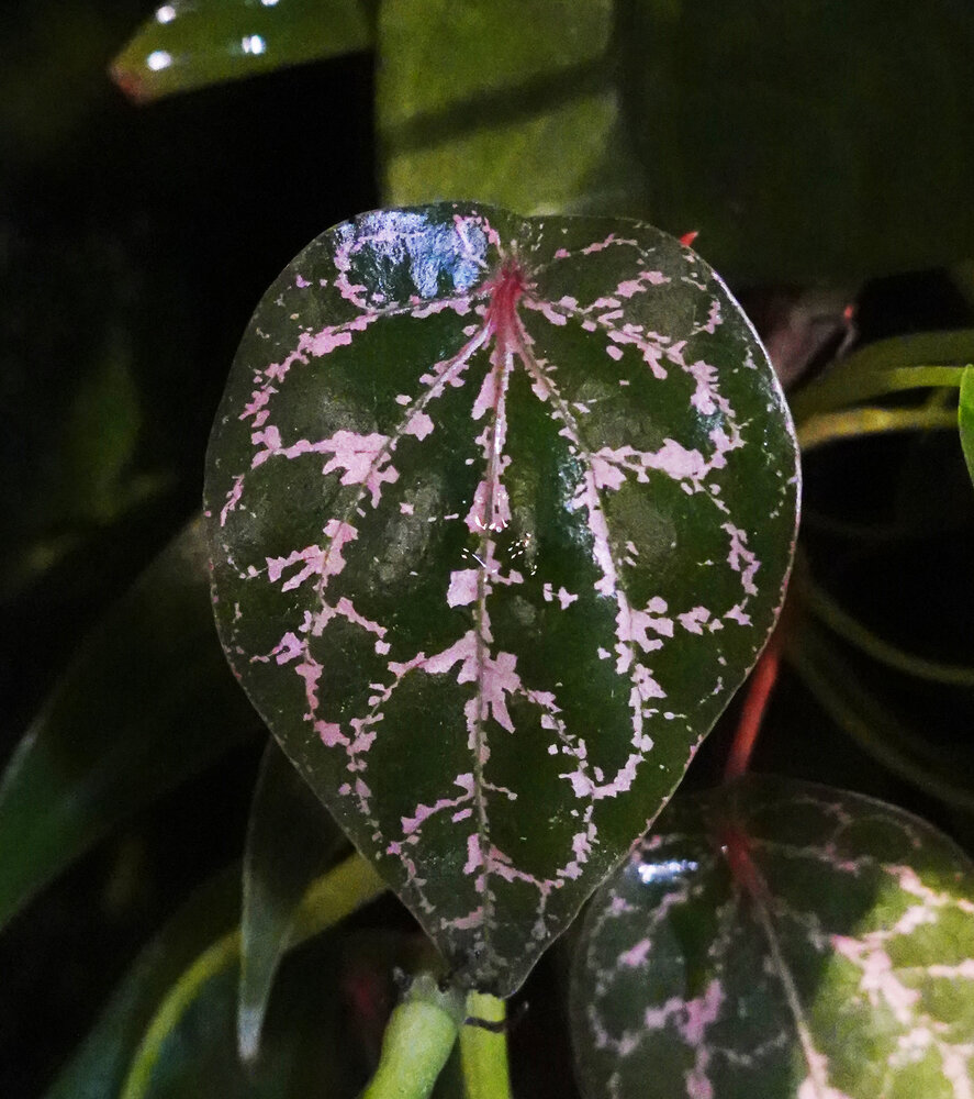 Leaf Colors and Structures 2 | Page 4 | Mur Vegetal Patrick Blanc