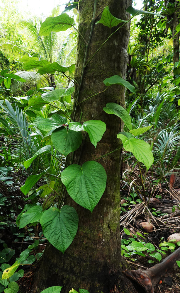 Leaf Colors and Structures 2 | Page 5 | Mur Vegetal Patrick Blanc