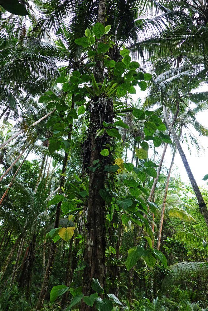 Leaf Colors and Structures 2 | Page 5 | Mur Vegetal Patrick Blanc