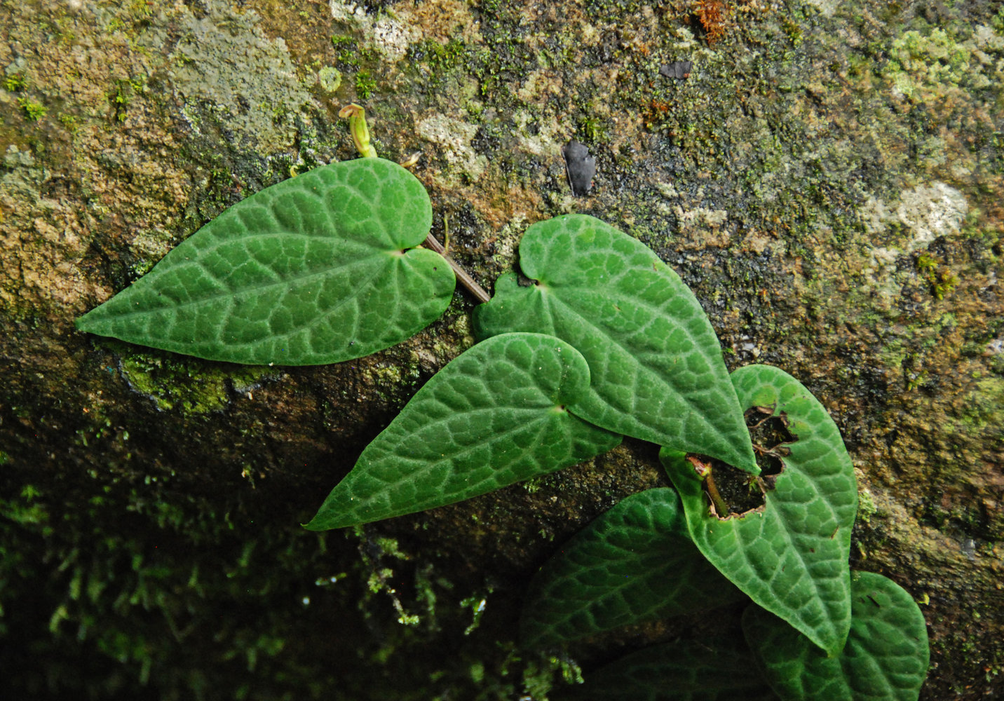 Forest Understory | Page 2 | Mur Vegetal Patrick Blanc