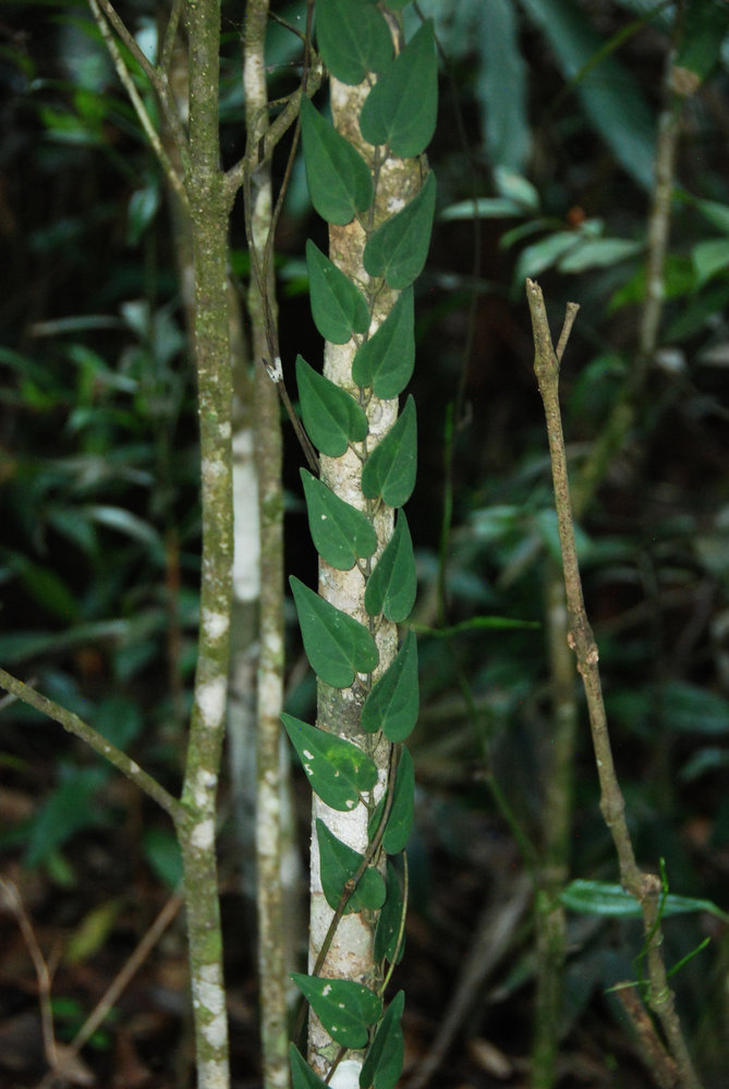Forest Understory | Page 2 | Mur Vegetal Patrick Blanc