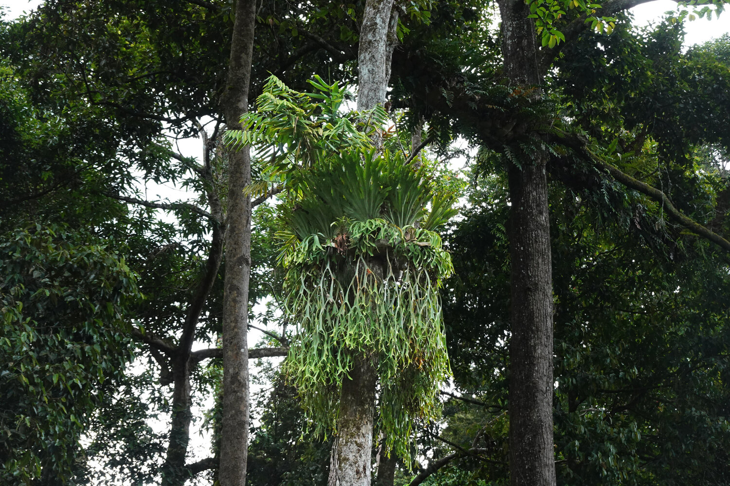 EPIPHYTES 2 | Page 10 | Mur Vegetal Patrick Blanc