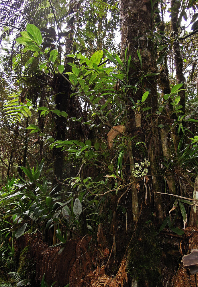 Forest Understory 5 | Page 4 | Mur Vegetal Patrick Blanc