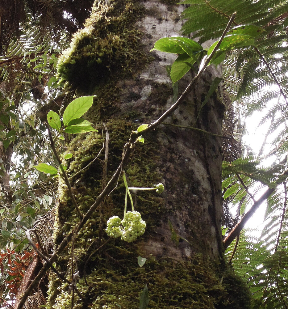 Forest Understory 5 | Page 4 | Mur Vegetal Patrick Blanc