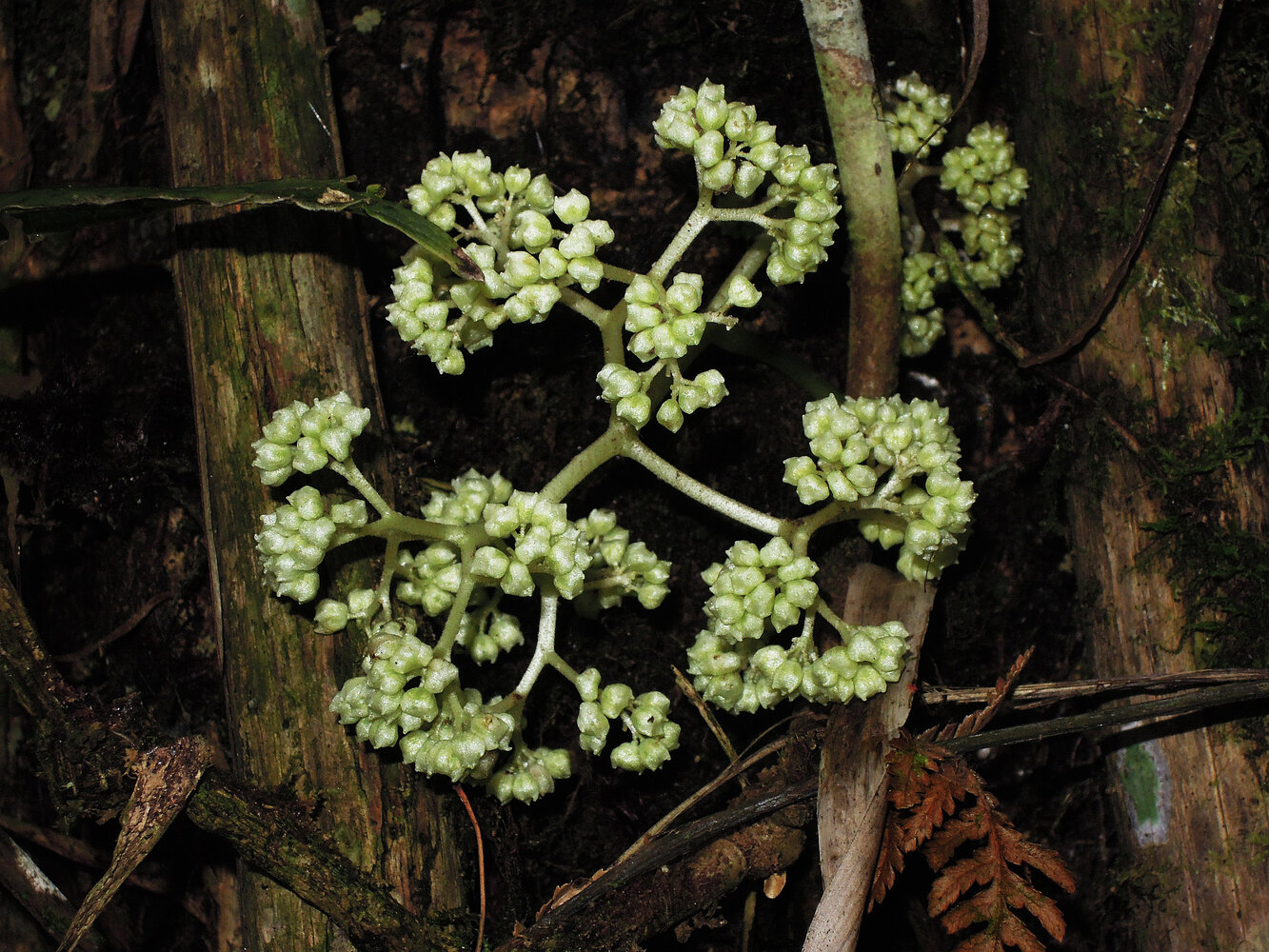 Forest Understory 5 | Page 4 | Mur Vegetal Patrick Blanc