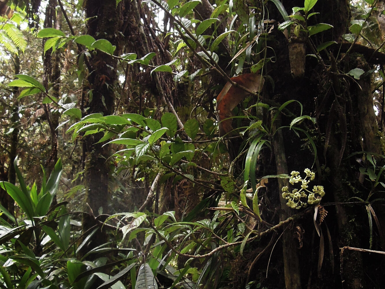 Forest Understory 5 | Page 4 | Mur Vegetal Patrick Blanc