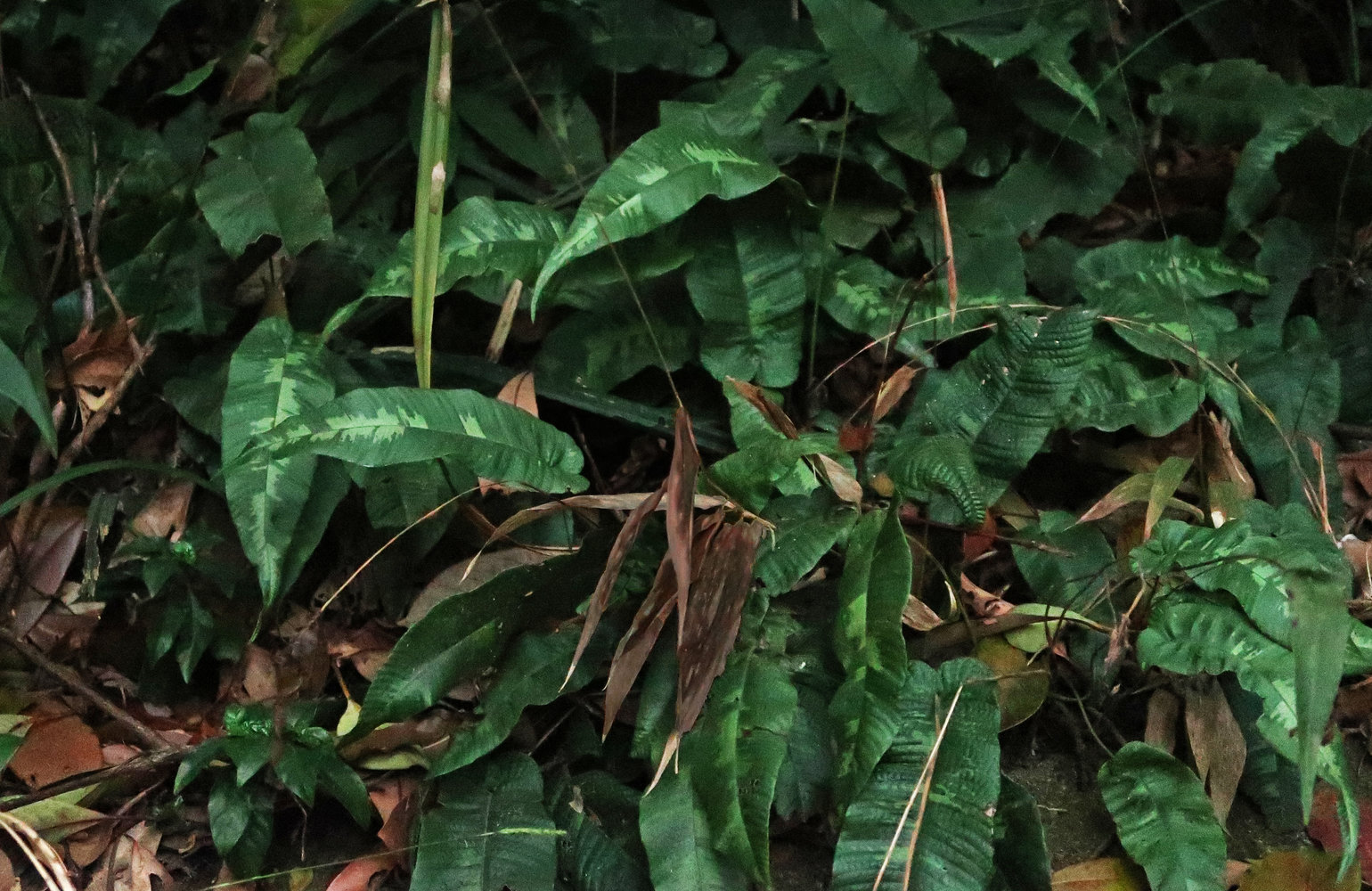 Couleurs et structures des feuilles | Page 8 | Mur Vegetal Patrick Blanc