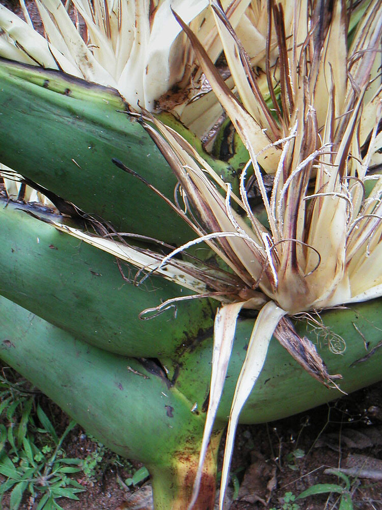 Ravenala New Species | Mur Vegetal Patrick Blanc
