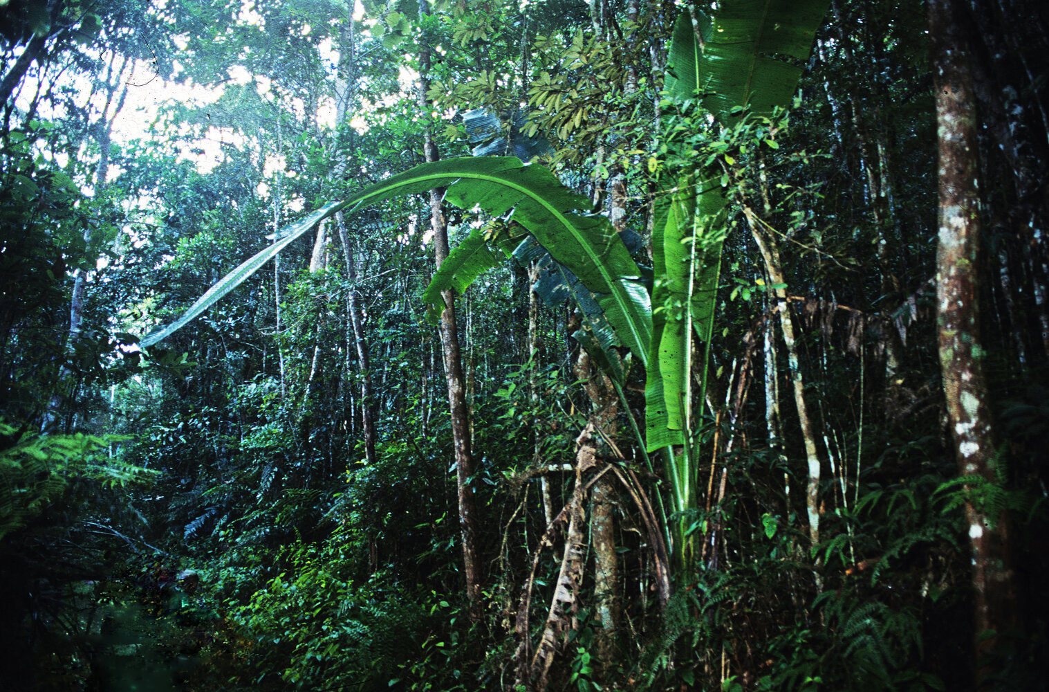 Ravenala New Species | Mur Vegetal Patrick Blanc